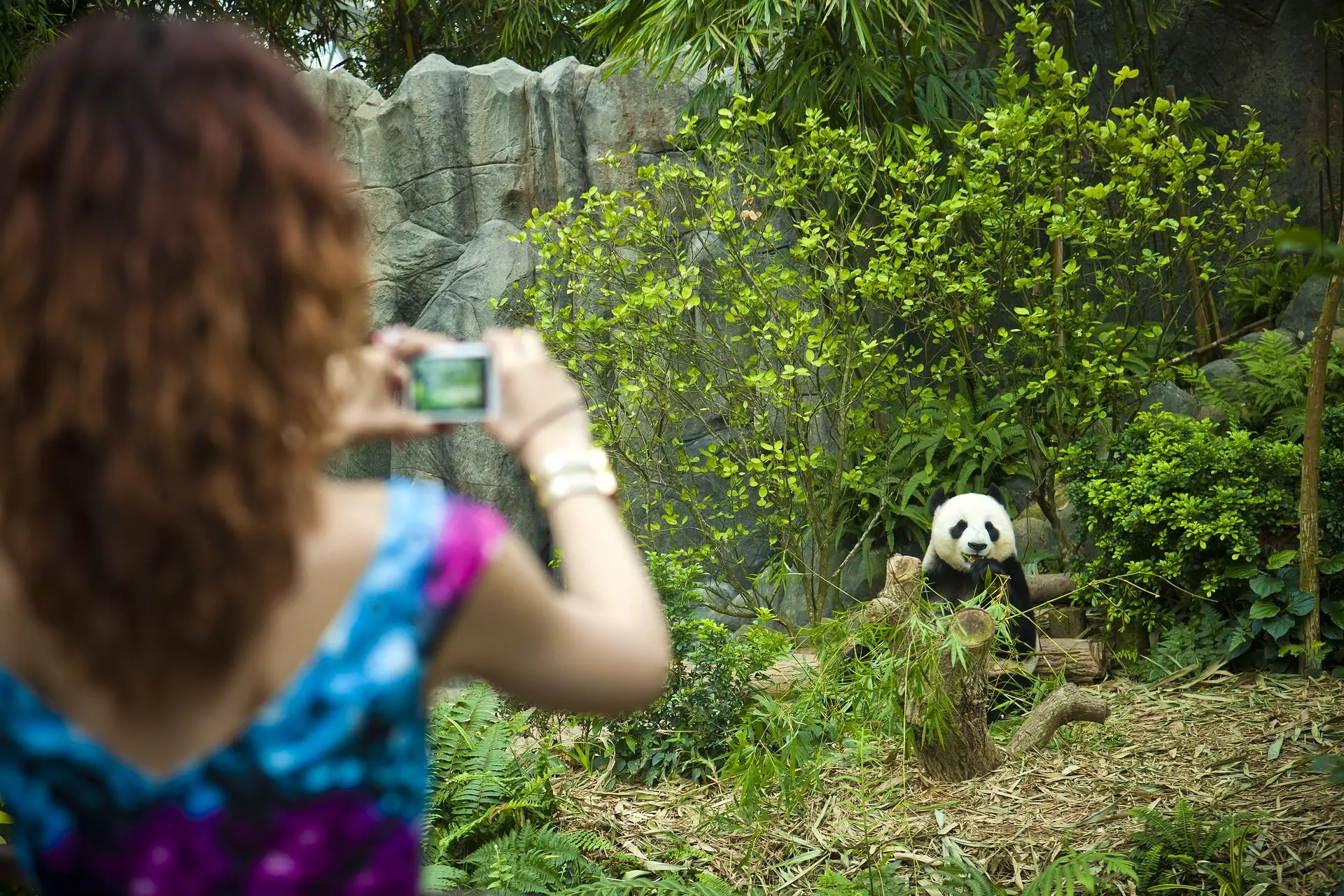 Panda Woman Camera Foliage Photographing, River Wonders at Mandai ...