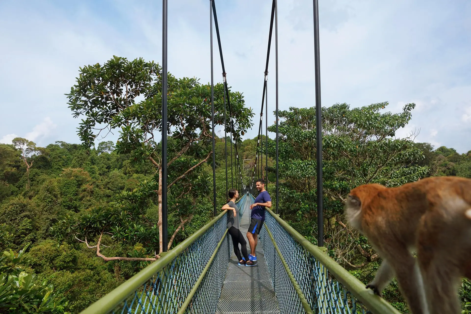 Couple Suspension Bridge Monkey Trees, Macritchie Treetop Walk ...