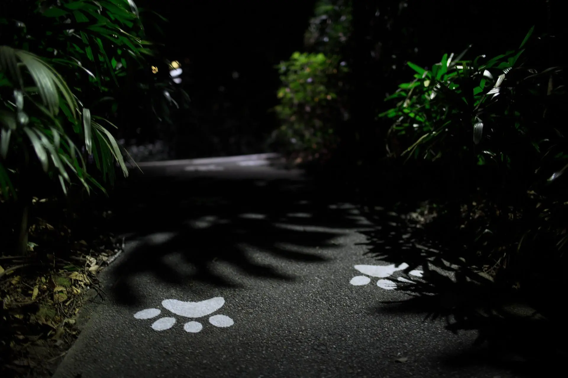 Nocturnal Trail Paw Prints Adventure, Night Safari at Mandai Wildlife ...