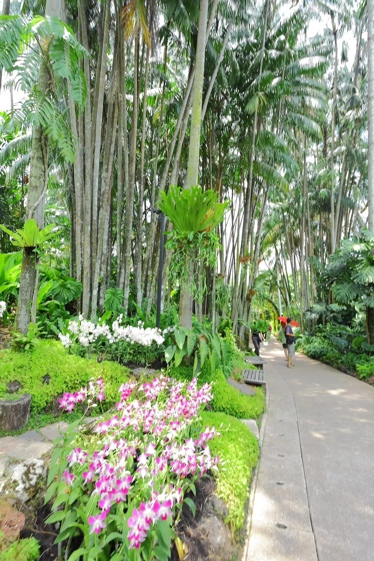Winding Garden Path Lush Trees, National Orchid Garden | Singapore ...